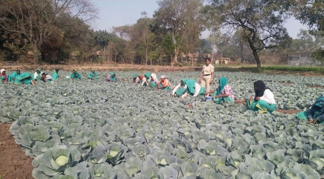 Maharashtra to introduce modern farm equipment into prison farming ...