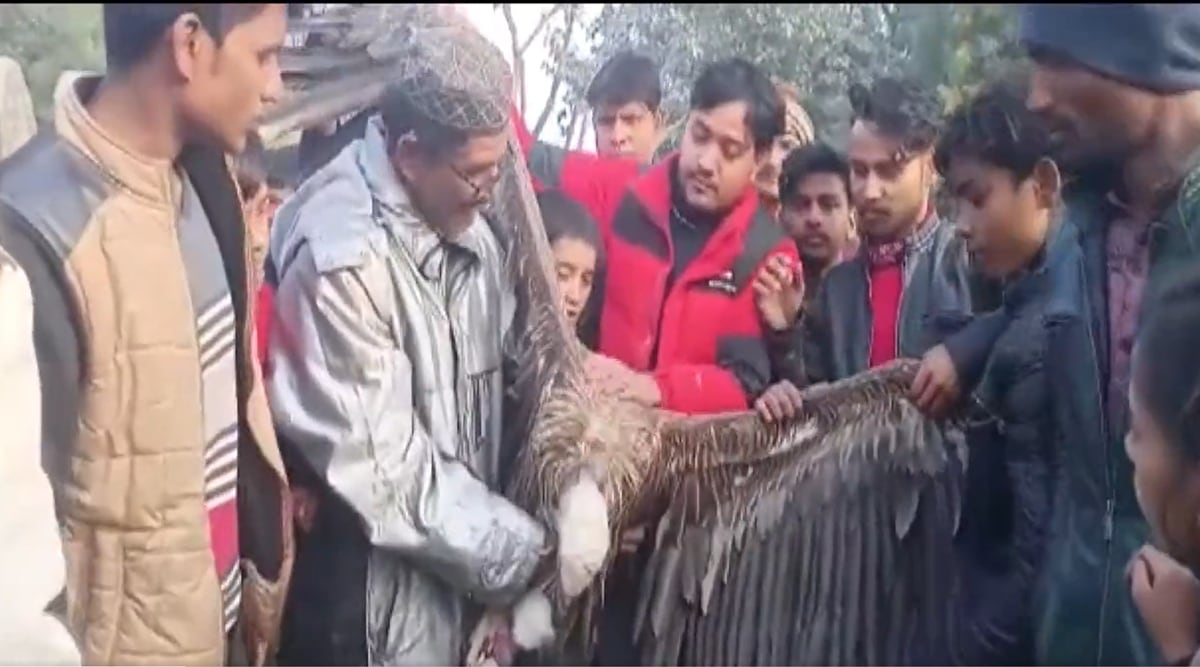 Watch: Locals capture rare vulture from cemetery at Kanpur’s ...