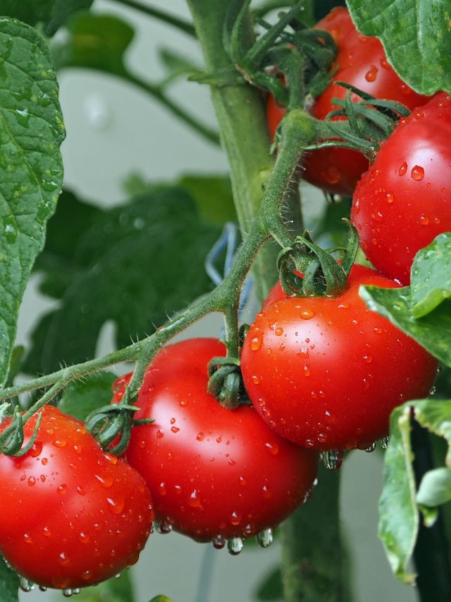 Benefits of tomatoes, the natural sunscreen | The Indian Express