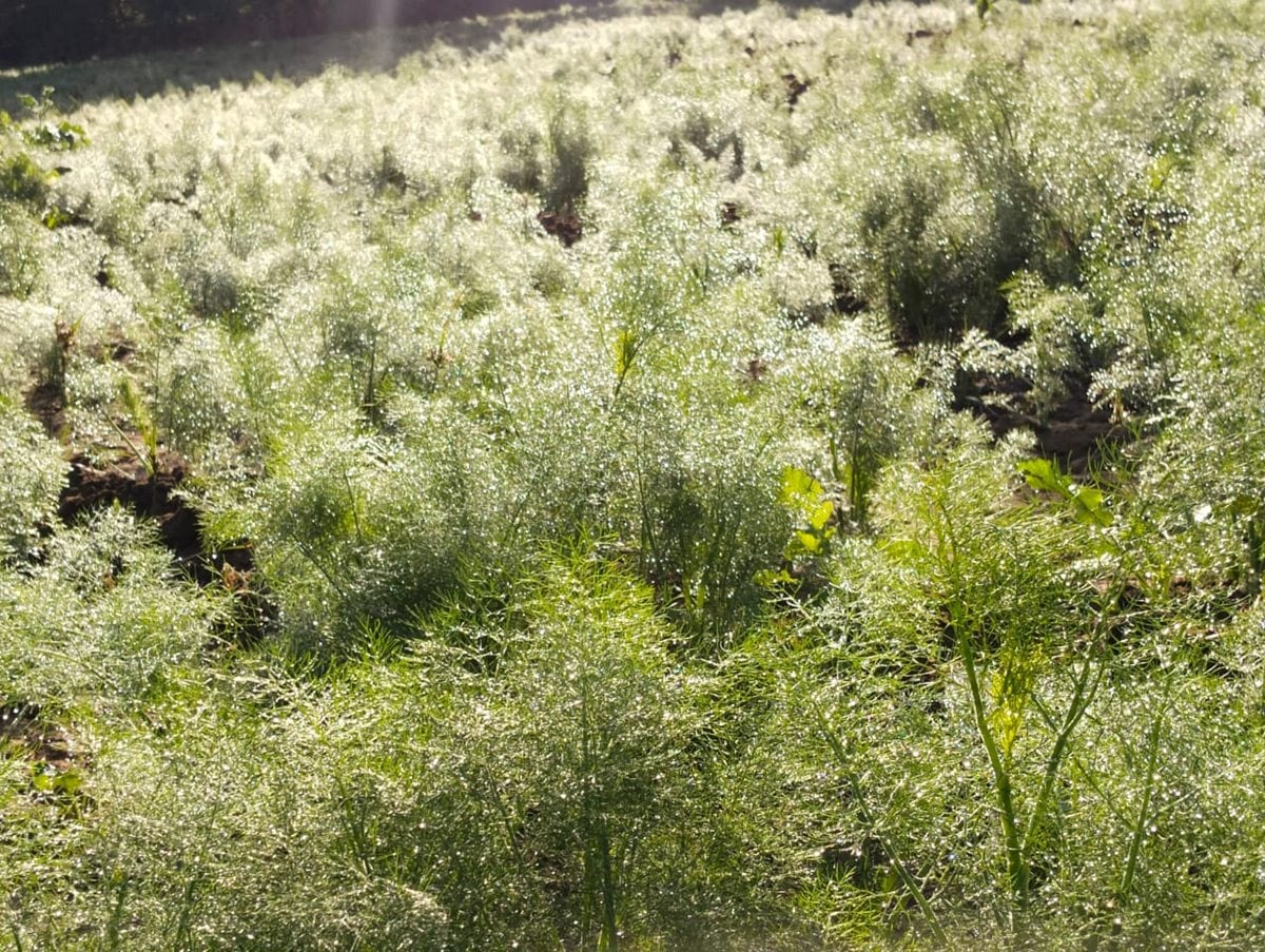 Cold wave in Kutch might adversely affect Rabi crops, farmers concerned ...