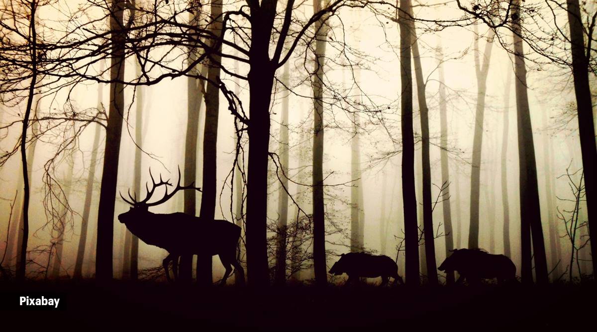 Power struggles in nature can be more subtle, nuanced and strategic ...