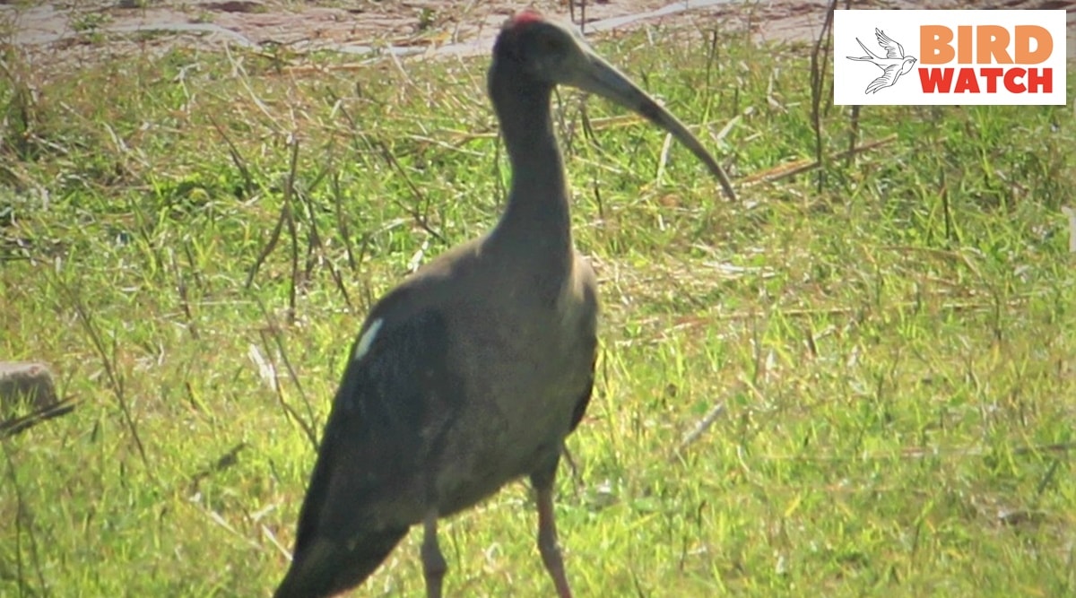Birdwatch: Flock to Mohali’s Mote Majra waterbody to spot red-naped ...