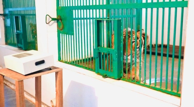 From heaters to honey, Chhatbir zoo does its best to keep its animals and birds warm ...