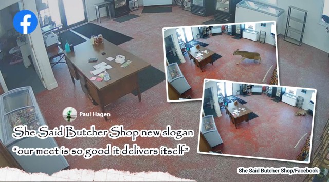 Deer crashes into a butcher shop and ‘escapes the butcher’. Watch video ...