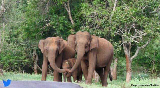 Photograph of elephants protecting their calf melts hearts online ...