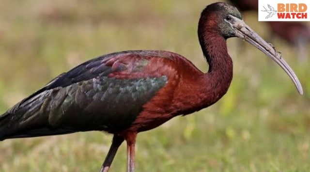 Bird watch: Glossy ibis known for its purple-green wings and whitish ...
