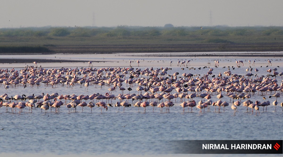 First comprehensive field guide to birds of Gujarat to be launched ...