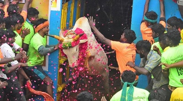 Winners of Aviniyapuram Jallikattu walk away with car, bike, gold and silver | Chennai News ...