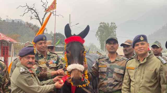 ‘Stood at the forefront of Animal Transport convoys’: Army mule gets ...