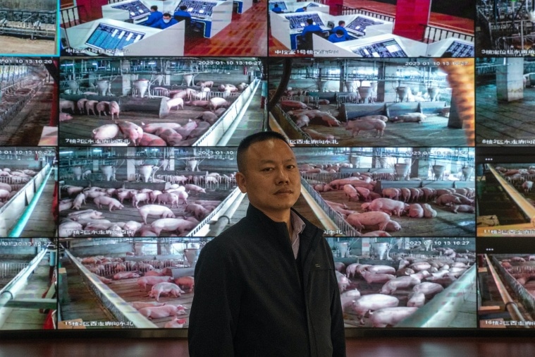 China’s bid to improve food production? Giant towers of pigs | World ...