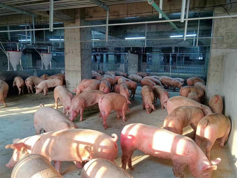 China’s bid to improve food production? Giant towers of pigs | World ...