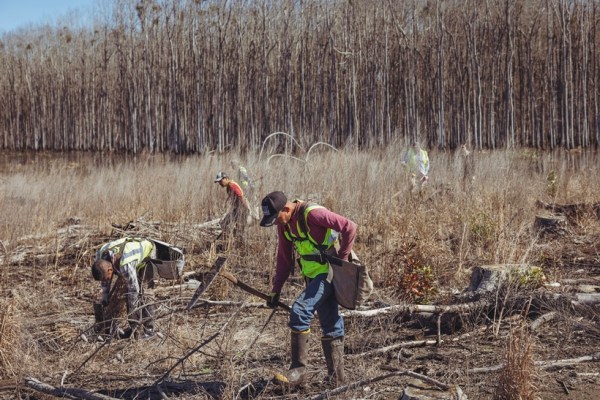 For the first time, genetically modified trees have been planted in a ...