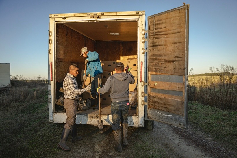 For the first time, genetically modified trees have been planted in a ...