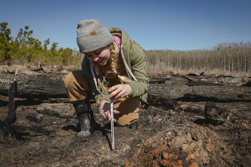For the first time, genetically modified trees have been planted in a ... For the first time, genetically modified trees have been planted in a ...