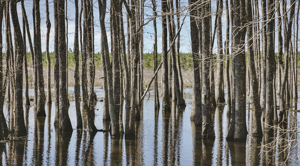 For the first time, genetically modified trees have been planted in a ...