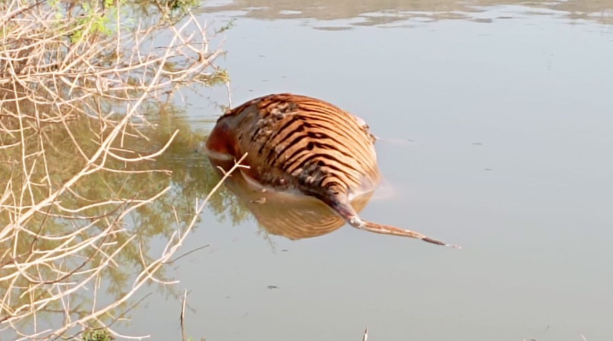 Foul play suspected in the death of tiger near Karnataka’s Bandipur ...