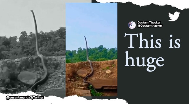 ‘Absolutely scary’: IFS officer shares video of King Cobra ‘standing up ...