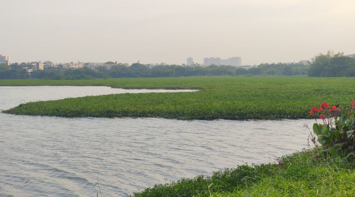 Karnataka forest department to start deweeding Madiwala lake ...