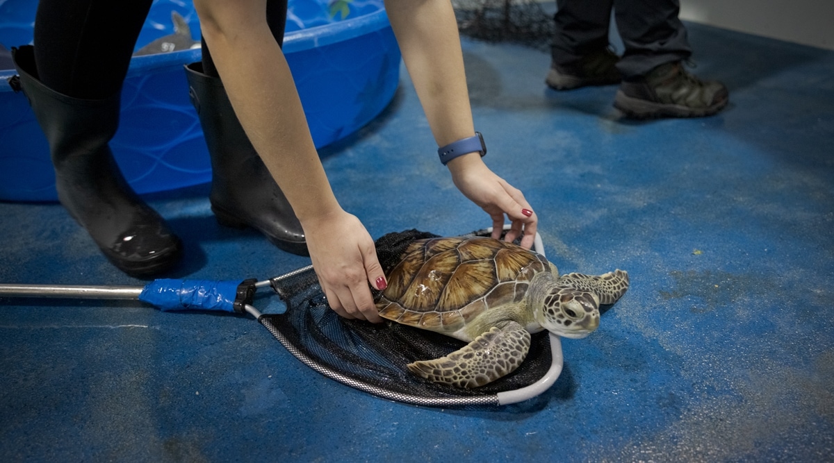 Where New York’s sick sea turtles go for rehab and squid snacks | World ...