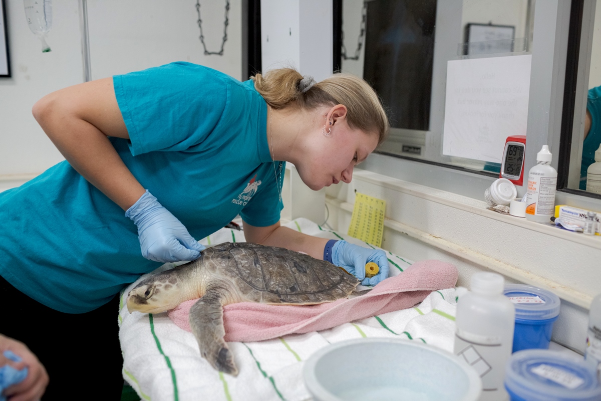 Where New York’s sick sea turtles go for rehab and squid snacks | World News,The Indian Express