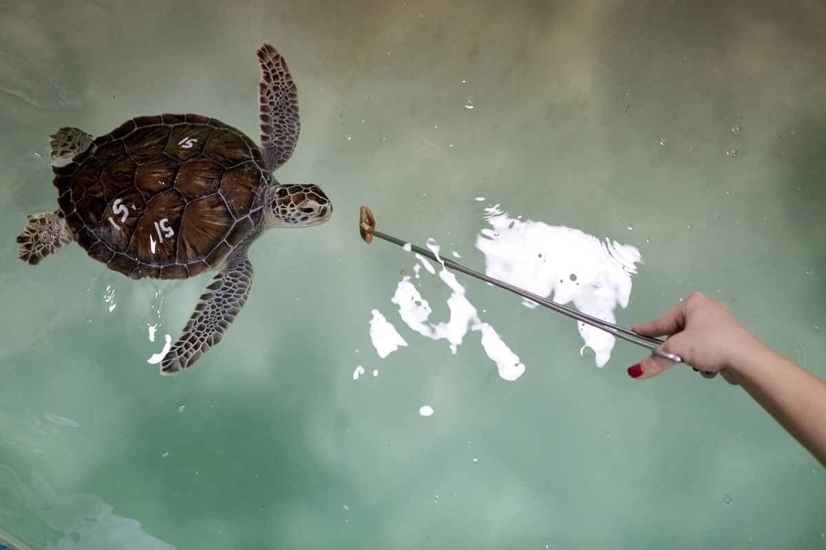 Where New York’s sick sea turtles go for rehab and squid snacks | World ...