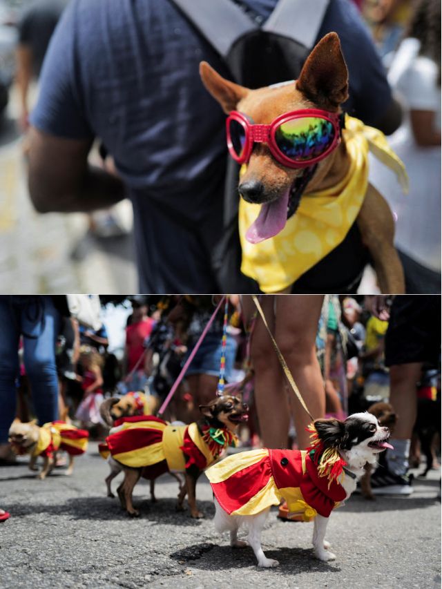 Dogs in costumes take over at Rio Carnival street party | The Indian ...
