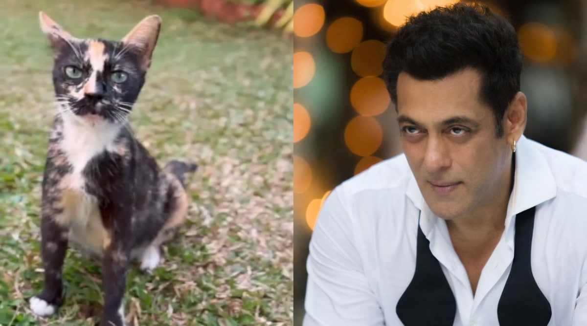 Salman Khan teases new song ‘Billi Billi’ from Kisi Ka Bhai Kisi Ki ...