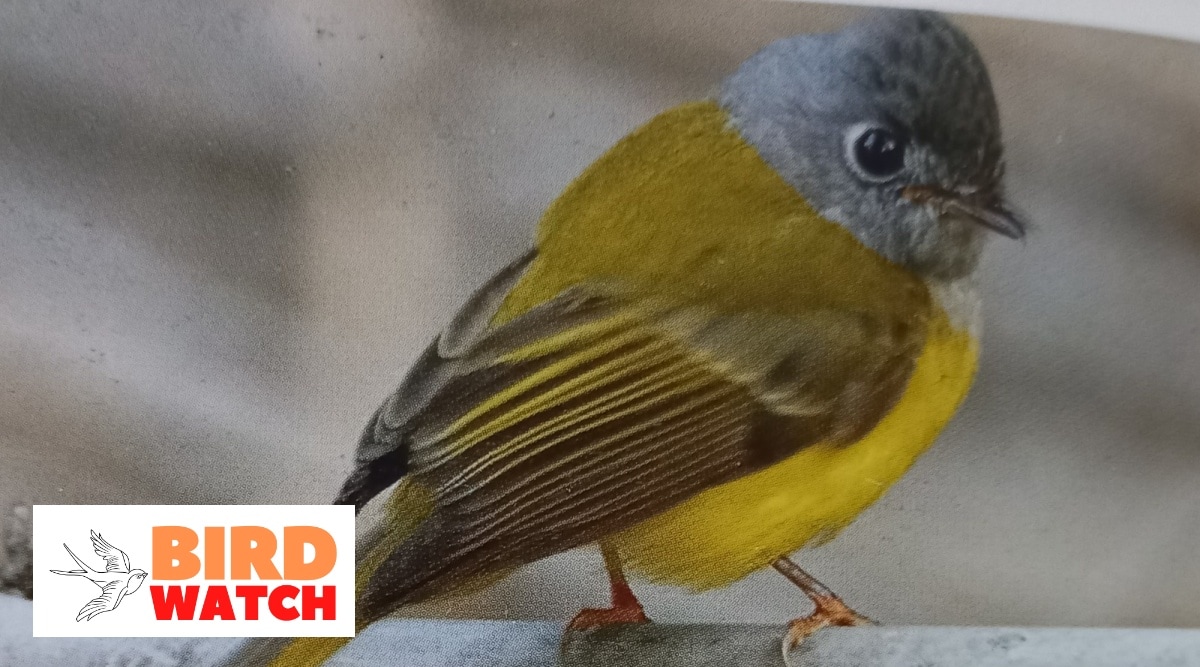 Bird Watch: Tiny grey-headed canary flycatcher that is known for its ...