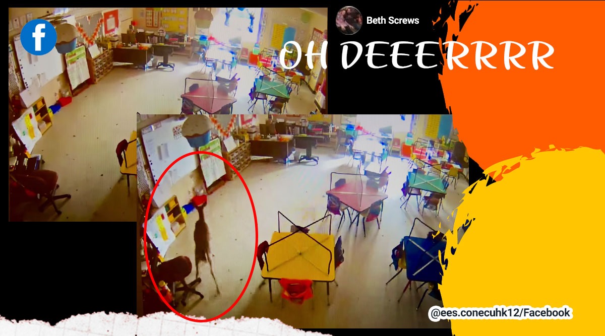‘Oh Deer’: Deer crashes into classroom by breaking glass window ...