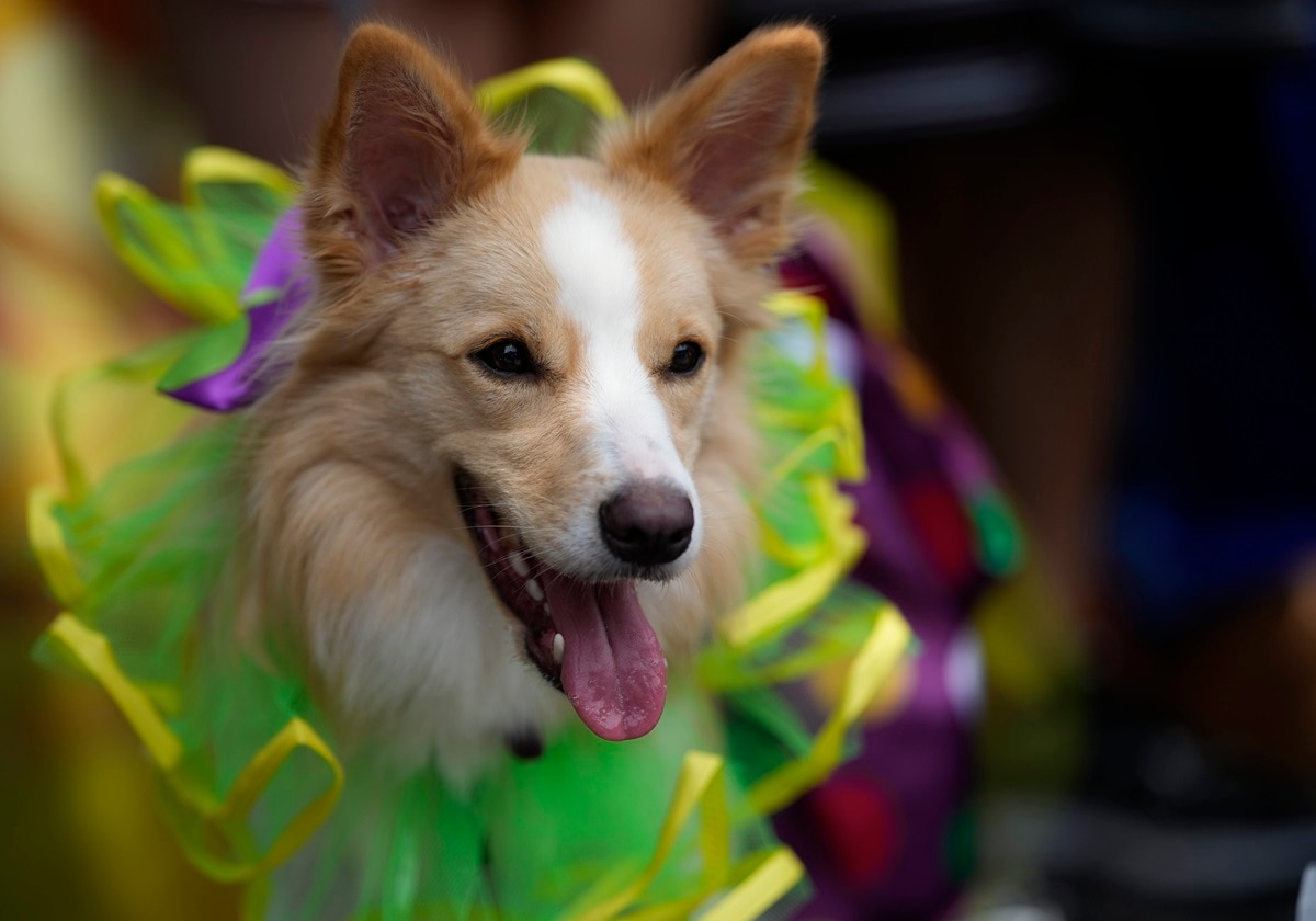 Dogs in costumes take over at Rio Carnival street party | Life-style ...