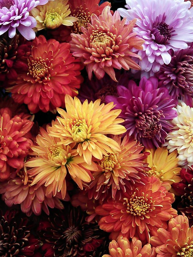 Ayurvedic benefits of these flowers | The Indian Express Ayurvedic benefits of these flowers | The Indian Express