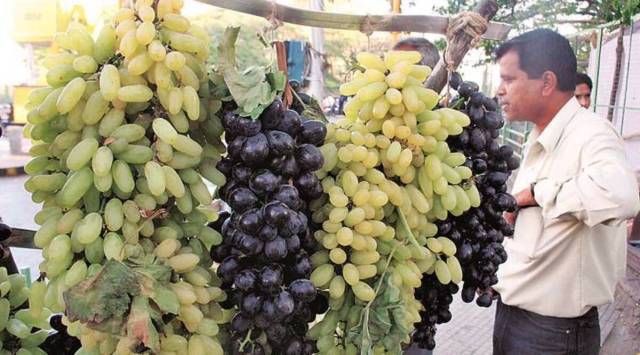 Grape traders rejoice as export picks up after hiccups | Pune News ...