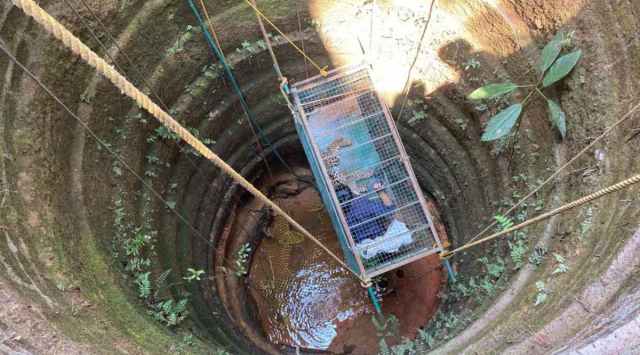 Karnataka: Vet enters well to rescue leopard | Bangalore News - The ...