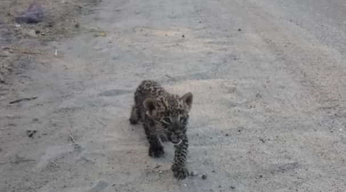 1 held 2 minors detained for lifting leopard cub, shooting videos with ...