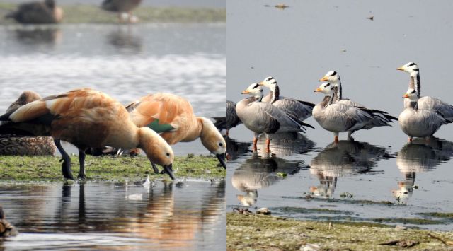 Asian Waterbird Census at Najafgarh jheel counts 26,539 birds, records ...
