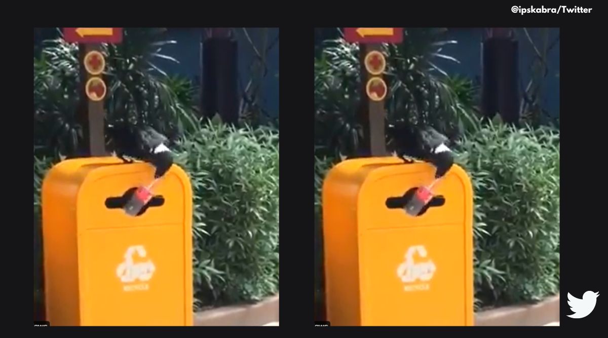 Watch: This video shows birds have better civic sense than most humans ...