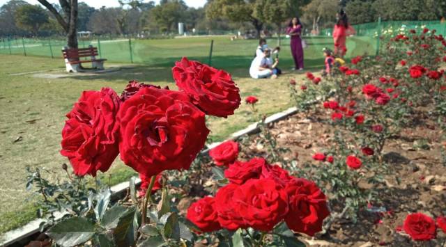 51st Rose Festival to kick off today with cultural events | Chandigarh ...