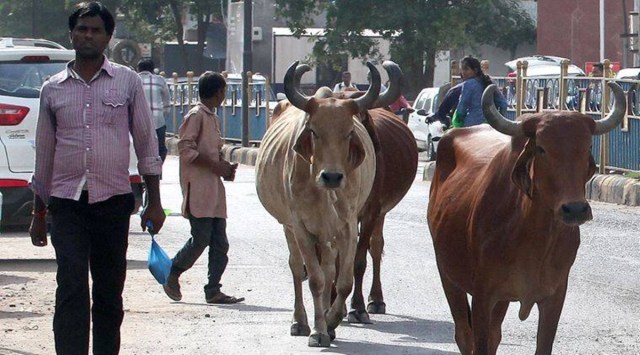 Ludhiana launches special drive to shift stray cattle on roads to ...
