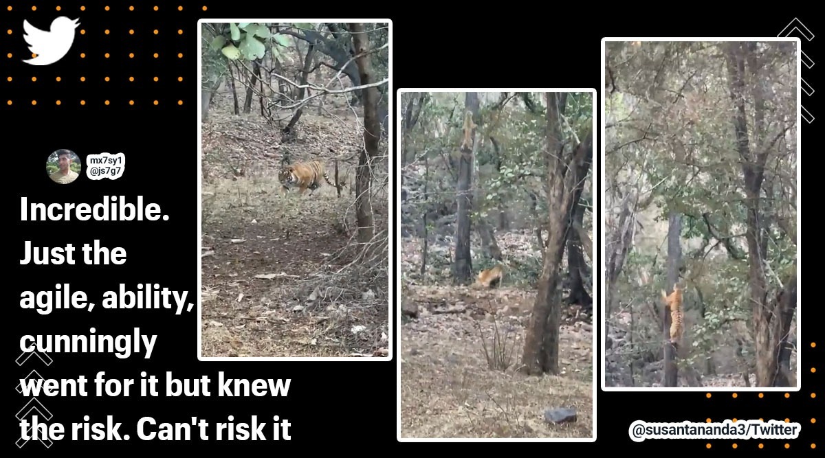 Watch: Thrilling video shows how ‘leopard survives in a tiger-dominated ...