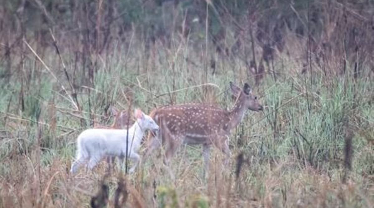 ‘Here’s a silver deer’: Albino fawn spotted in UP’s Katarniya Ghat Wildlife Sanctuary | Trending ...