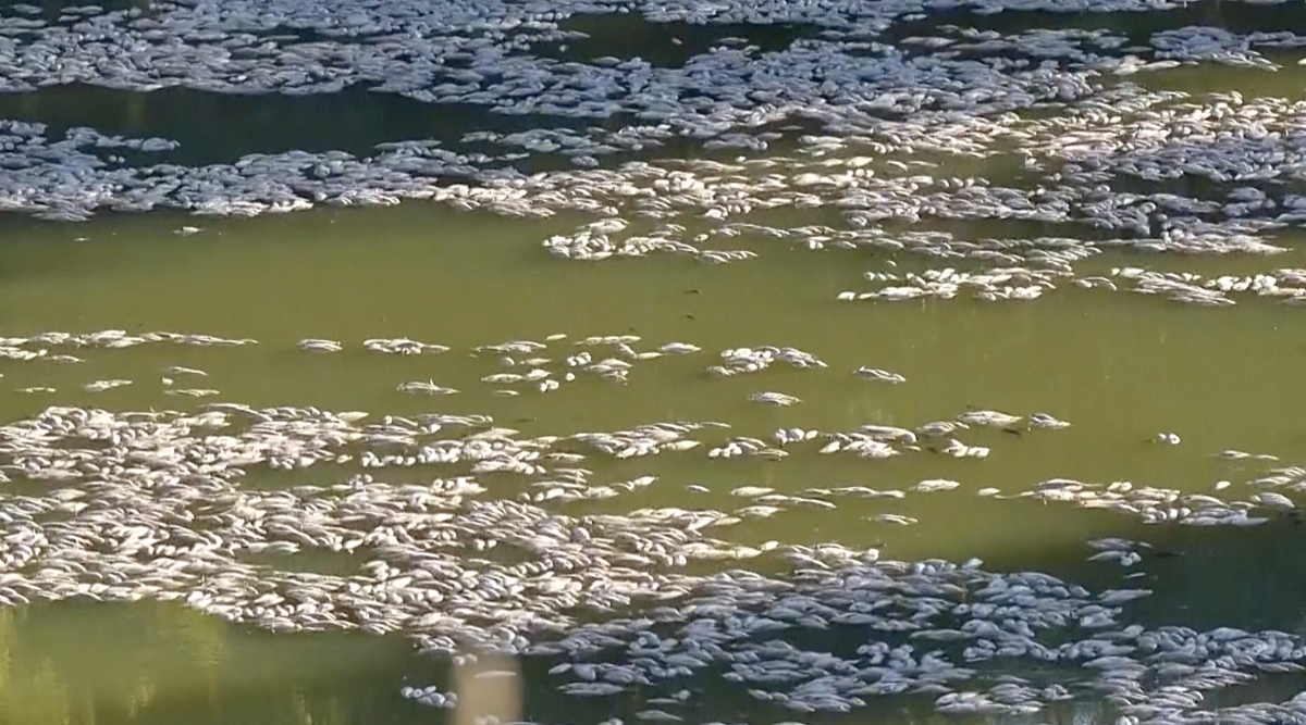 Millions of dead fish wash up amid heat wave in Australia | World News ...