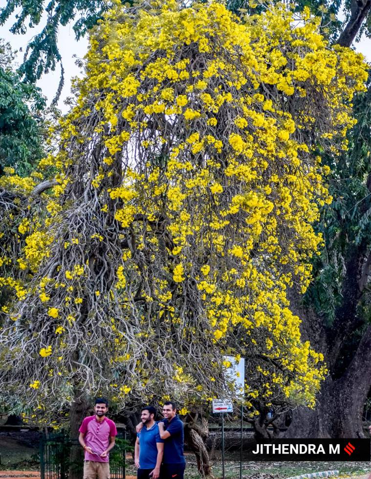 In pictures: Bengaluru witnesses ‘golden shower’ as trumpet trees turn ...