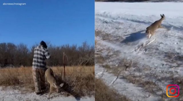 Couple sets deer caught in barbed wires free. Watch | Trending News ...