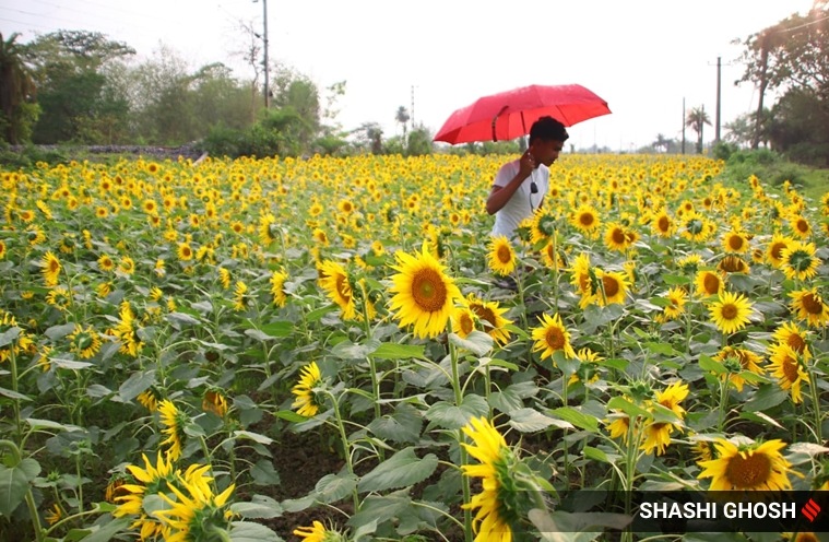 Sunflower cultivation picks up pace in West Bengal fields; see stunning ...