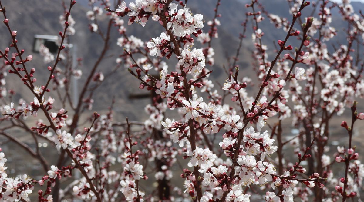 Perfect Spring Getaway: Explore The Magic Of Ladakh's Apricot Blossom ...