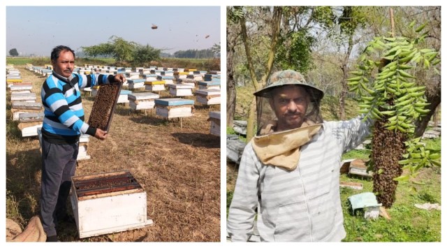 The bitter harvest | Chandigarh News - The Indian Express