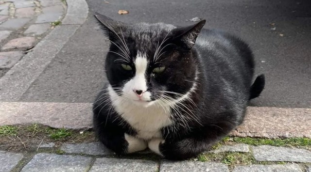 ‘Kim Kardashian of the cat world’: Gacek draws tourists to Polish city ...