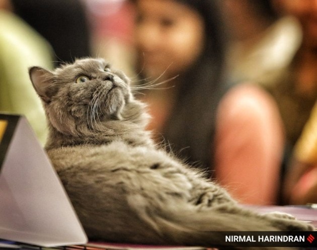 Hello Kitty! These pictures from Cat Show Championship by Feline Club ...