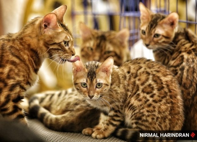 Hello Kitty! These pictures from Cat Show Championship by Feline Club ...