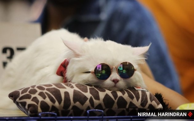 Hello Kitty! These pictures from Cat Show Championship by Feline Club ...